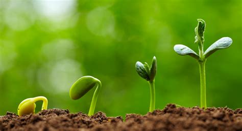 Seed ACI Limited