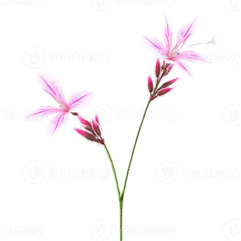 Gaura Gaura Lindheimeri With Airy Spikes Of Small Star Shaped Flowers