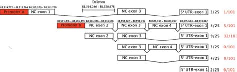 Clones Derived From 5 ′ Race Experiments The Exact Positions Of The Nc