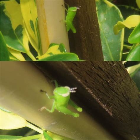 Mexican Translucent Grasshopper