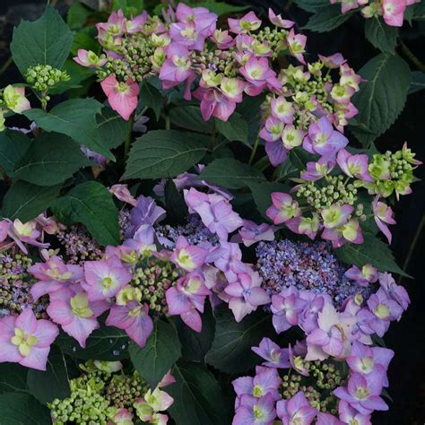 Invincibelle Limetta® Smooth Hydrangea Proven Winners Colorchoice