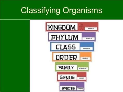 Classification 8th 9th Grade Quiz Quizizz