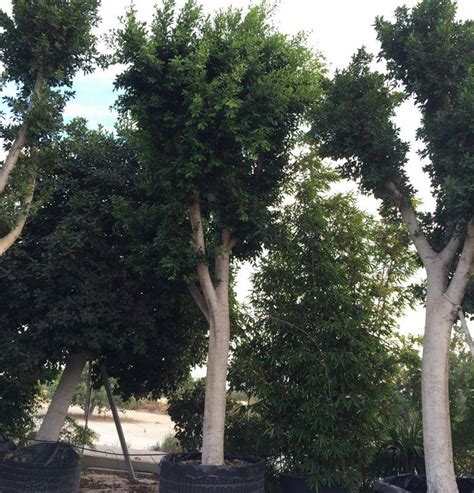 Buy Ficus Nitida Sell Ficus Nitida Buy Ficus Microcar