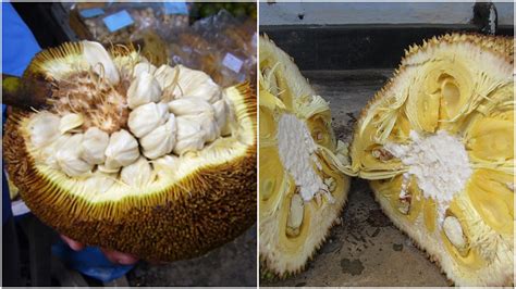Terupdate Kenali Bedanya Buah Cempedak Dan Buah Nangka Biar Nggak