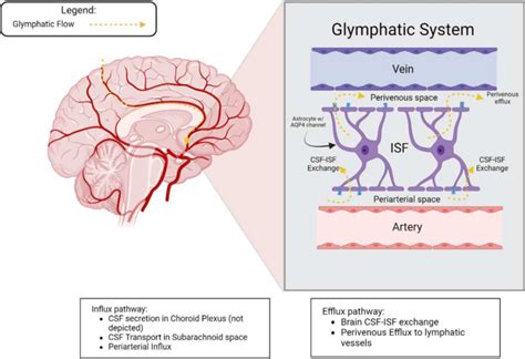Insights Into The Role Of The Glymphatic System In The Pathogenesis Of