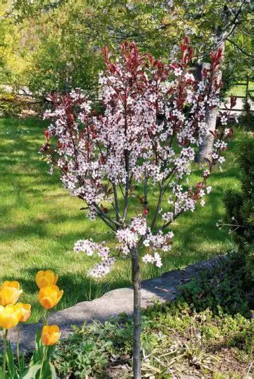 21 Best Fragrant Trees Trees With Scented Flowers