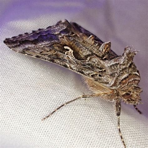 Autographa Californica Alfalfa Looper 10000 Things Of The Pacific