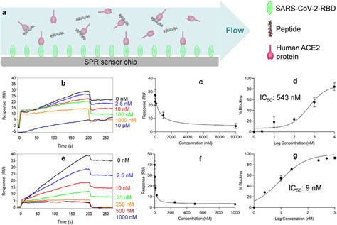 Evaluation Of Binding Affinity And Blocking Efficiency Of The Peptides