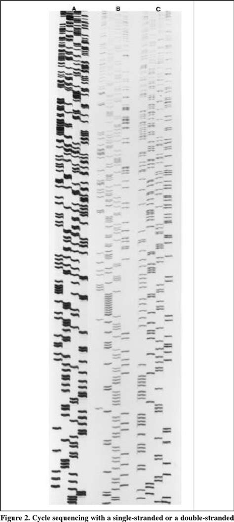Figure 1 From Dna Sequencing With [alpha 33p] Labeled Ddntp Terminators A New Approach To Dna