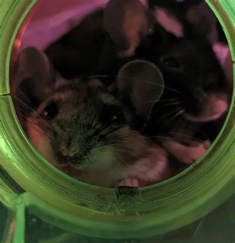 I Caught A Deer Mouse Last Year Now Hes Fat R Delightfullychubby