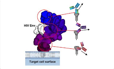 Fab Antigen Structures Give Clues To Antibody Fc Presentation Download Scientific Diagram