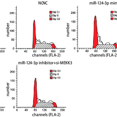 Cell Cycle Detected With Flow Cytometry A Cell Cycle In Each Group Download Scientific