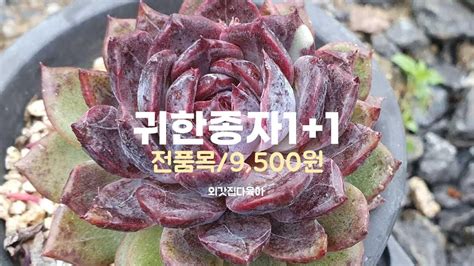 판매완료입니다감사합니다 예쁜신품종다육이를하나더11외갓집다육이01095282302 Youtube