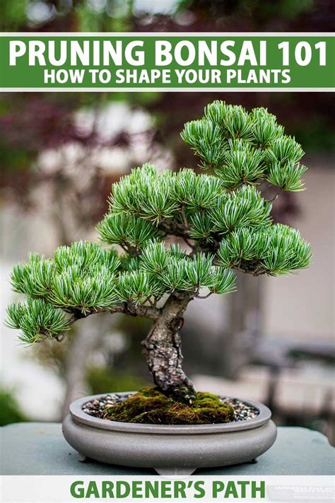 Pruning Bonsai 101 How To Shape Your Plants
