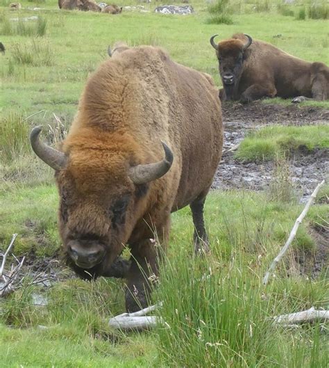 Rzss Hwp European Bison Bison © Rob Farrow Cc By Sa 2 0