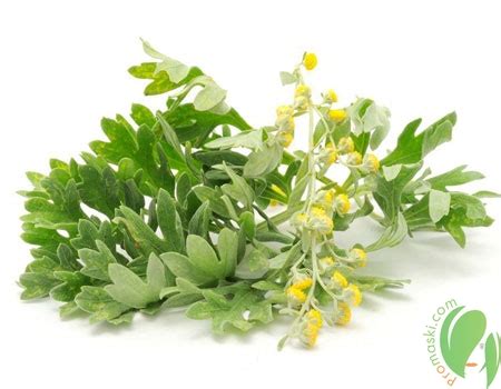 Эфирное масло полыни: свойства и применение в косметологии