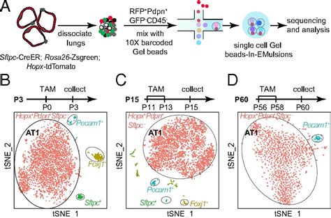 Alveolar Cells Type 11