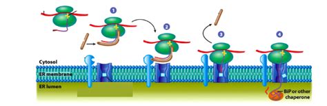 Solved Above Is A Schematic Of The Steps Involved In The