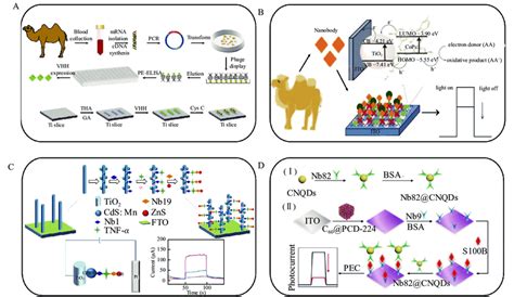 Application Of Nanobodies As Recognition Molecules In Pec Download Scientific Diagram