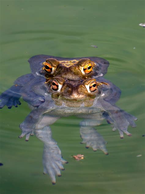 The Sonoran Desert Toad Can Get You High Poachers Have Taken Notice