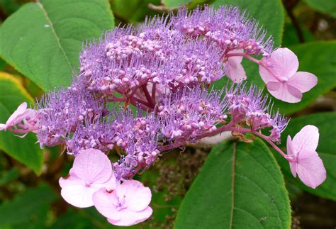 Share My Garden Late Summer Flowers