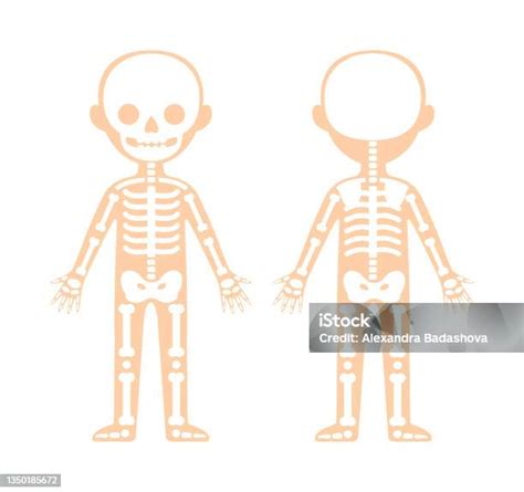 작은 아이의 인간 해골 앞뒤보기 Ncartoon 아이콘 해부학 및 생물학 수업을위한 템플릿 및 구성 표식 플랫 컬러 스타일 흰색