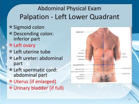 Ppt Abdominal Exam Powerpoint Presentation Id6706245
