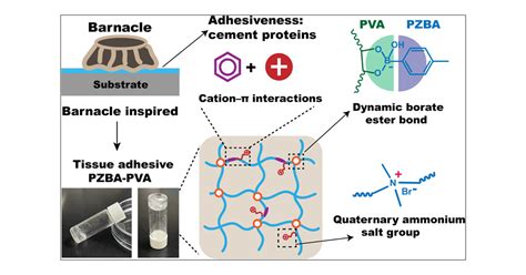 Barnacle Inspired Wet Tissue Adhesive Hydrogels With Inherent Antibacterial Properties For