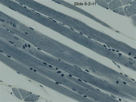 Lab Flashcards Quizlet