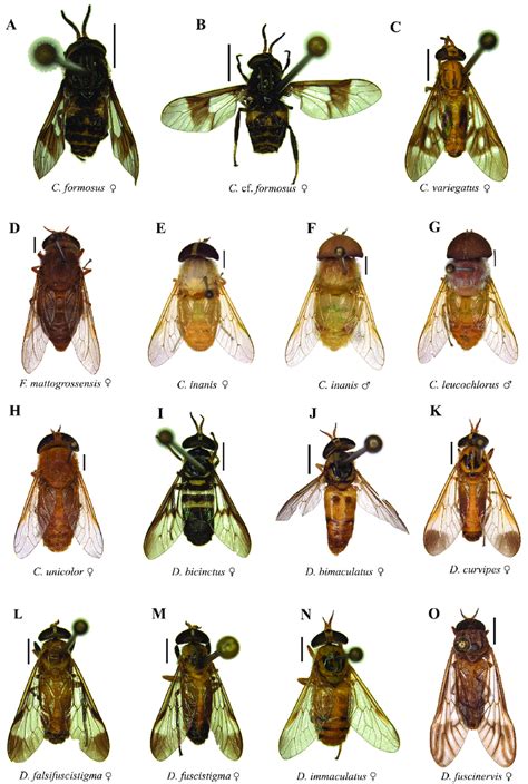 A Chrysops Formosus ♀ B Chrysops Cf Formosus ♀ C Chrysops