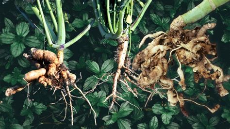 Tackling Top 30 Most Common Plant Diseases Identification Prevention