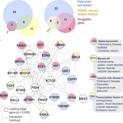 Pathway And Brain System And Disease Analysis For The Working Memory
