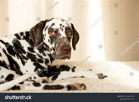 Lemon Dalmatian