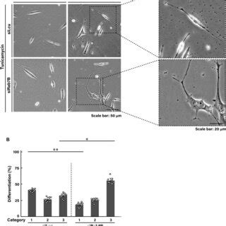 Knockdown Of Rab7A Decreases Oligodendroglial Differentiation Marker Download Scientific