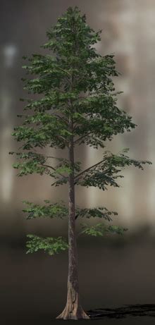 Metasequoia Occidentalis Saurian Wikia Fandom