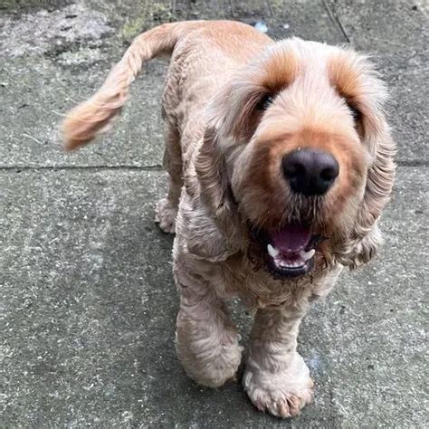 The Story Of Daisy The Cocker Spaniel English Purina Uk Purina