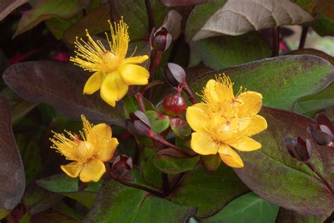 Hypericum × Inodorum Magical Universe Kolmunipbr Magical Series