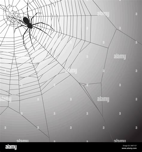 Arachnid Stock Vector Images Alamy