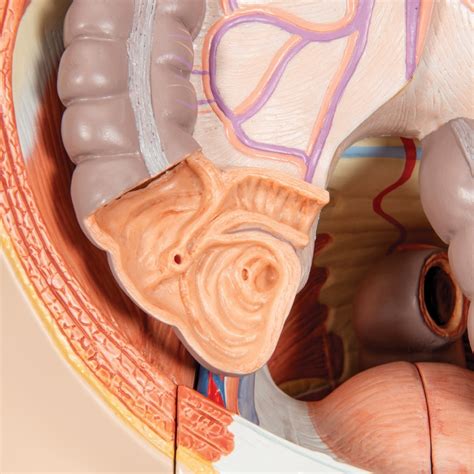 Anatomical Model Life Size Dual Sex Human Figure 39 Part