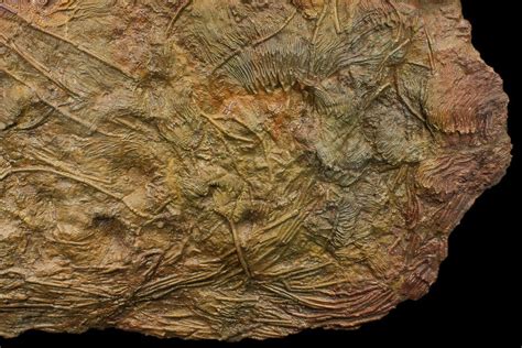 34 Silurian Fossil Crinoid Scyphocrinites Plate Morocco 148556