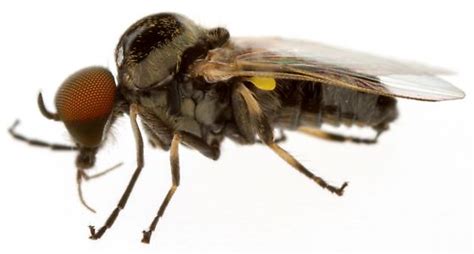 Male Simulium Simulium Bugguidenet