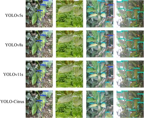 Frontiers Yolo Citrus A Lightweight And Efficient Model For Citrus