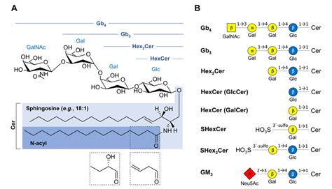 Glycosphingolipid Structure Unraveling The Glycosphingolipid