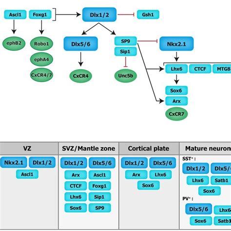 Transcriptional Regulation Of Cortical Interneuron Migration