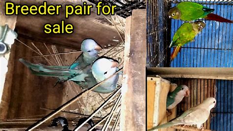 Monk Parrot Breeding Progress And Monk And Green Cheek Conure Breeder