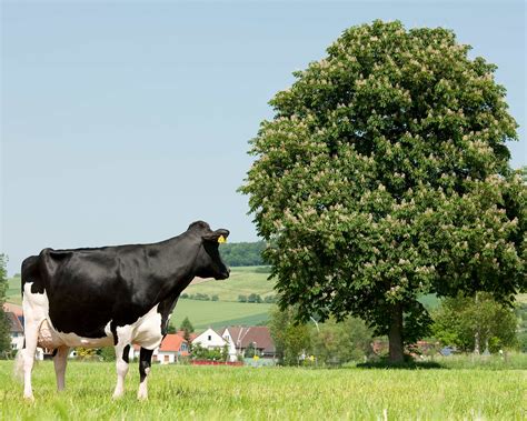 What Makes A Dcad Product Future Proof