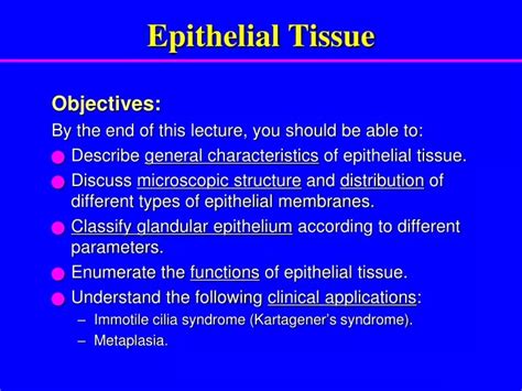 PPT Understanding Epithelial Tissue Structure Functions And