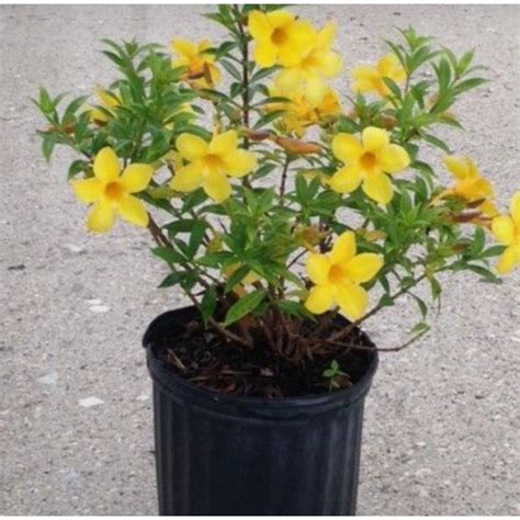 Jual Bunga Alamanda Kuning Indonesia Shopee Indonesia