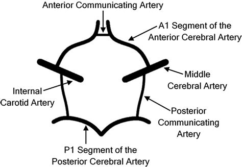 A New Classification System For The Anatomical Variations Of The Human