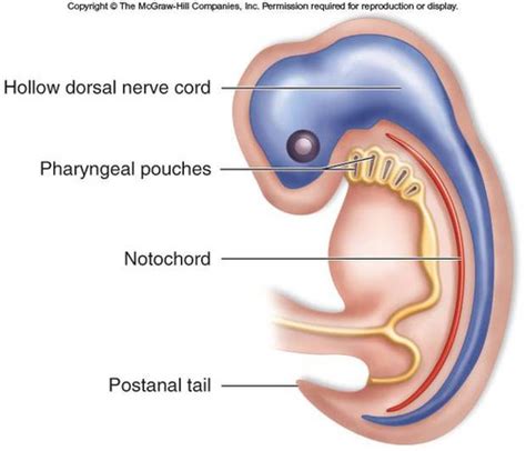 Bju Biology Chapter 18b 5th Edition Flashcards Quizlet